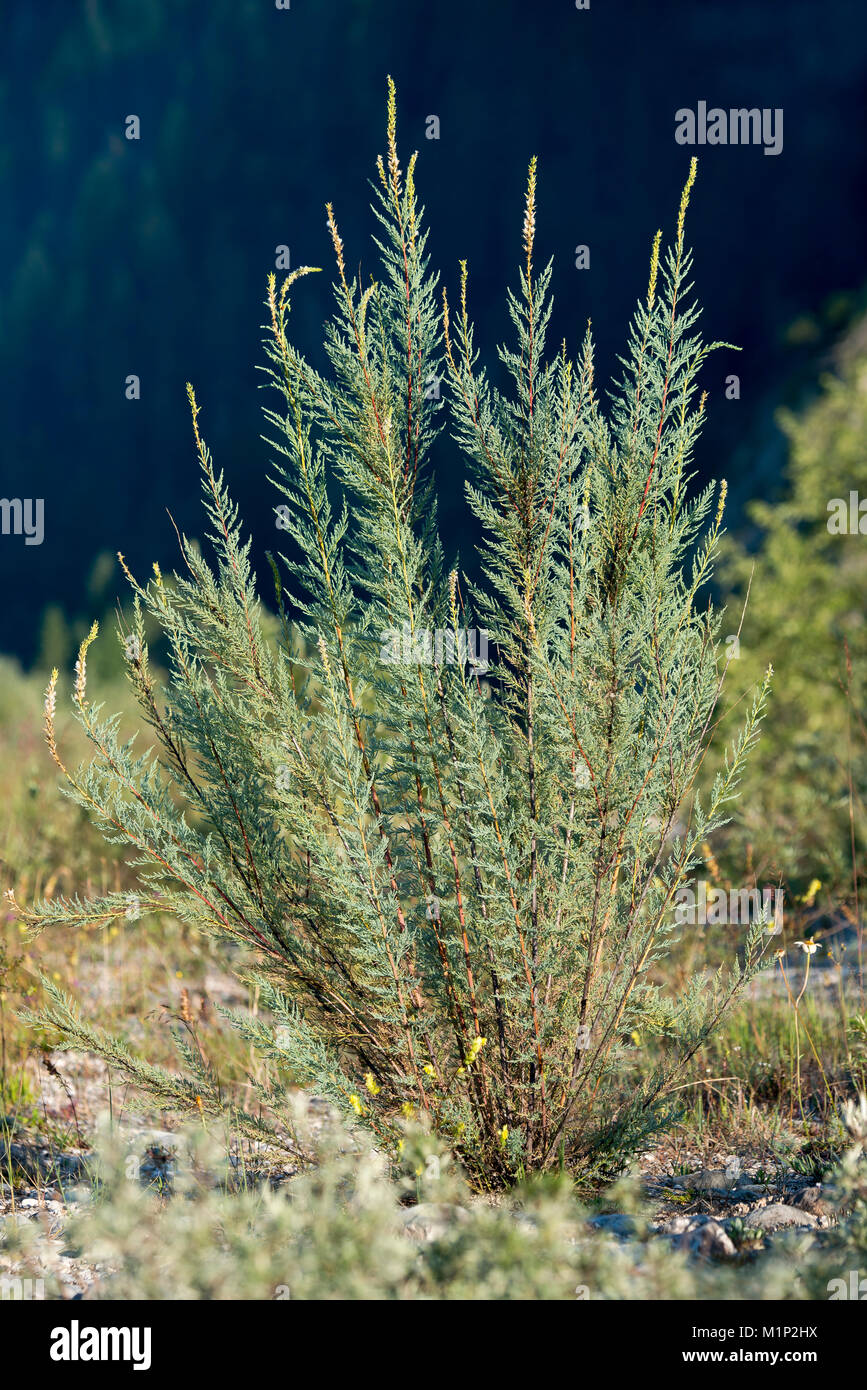 German tamarisk (Myricaria germanica),Vorderriss,Bavaria,Germany Stock ...