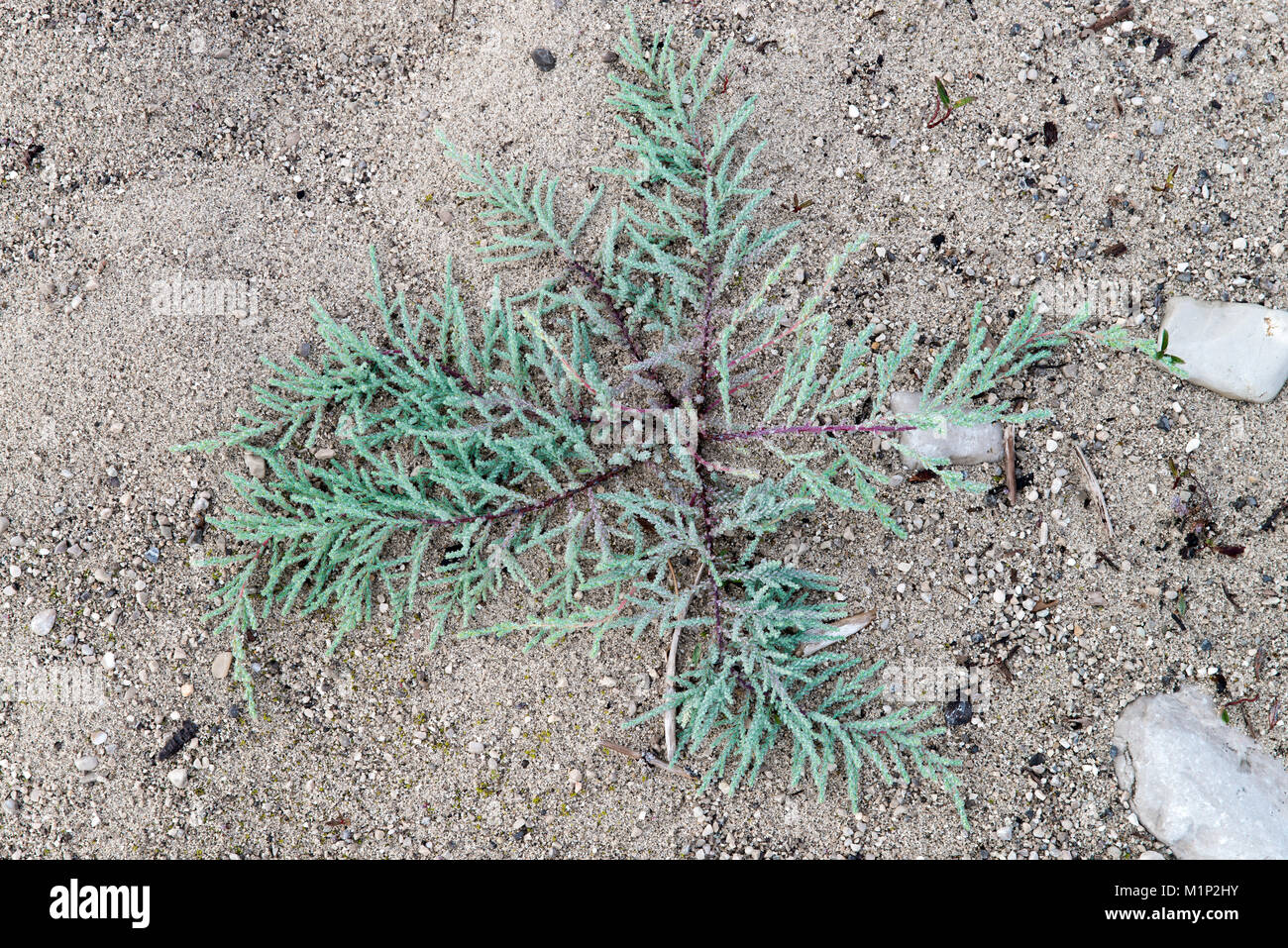 German tamarisk (Myricaria germanica),seedling,Upper Isar,Vorderriss ...