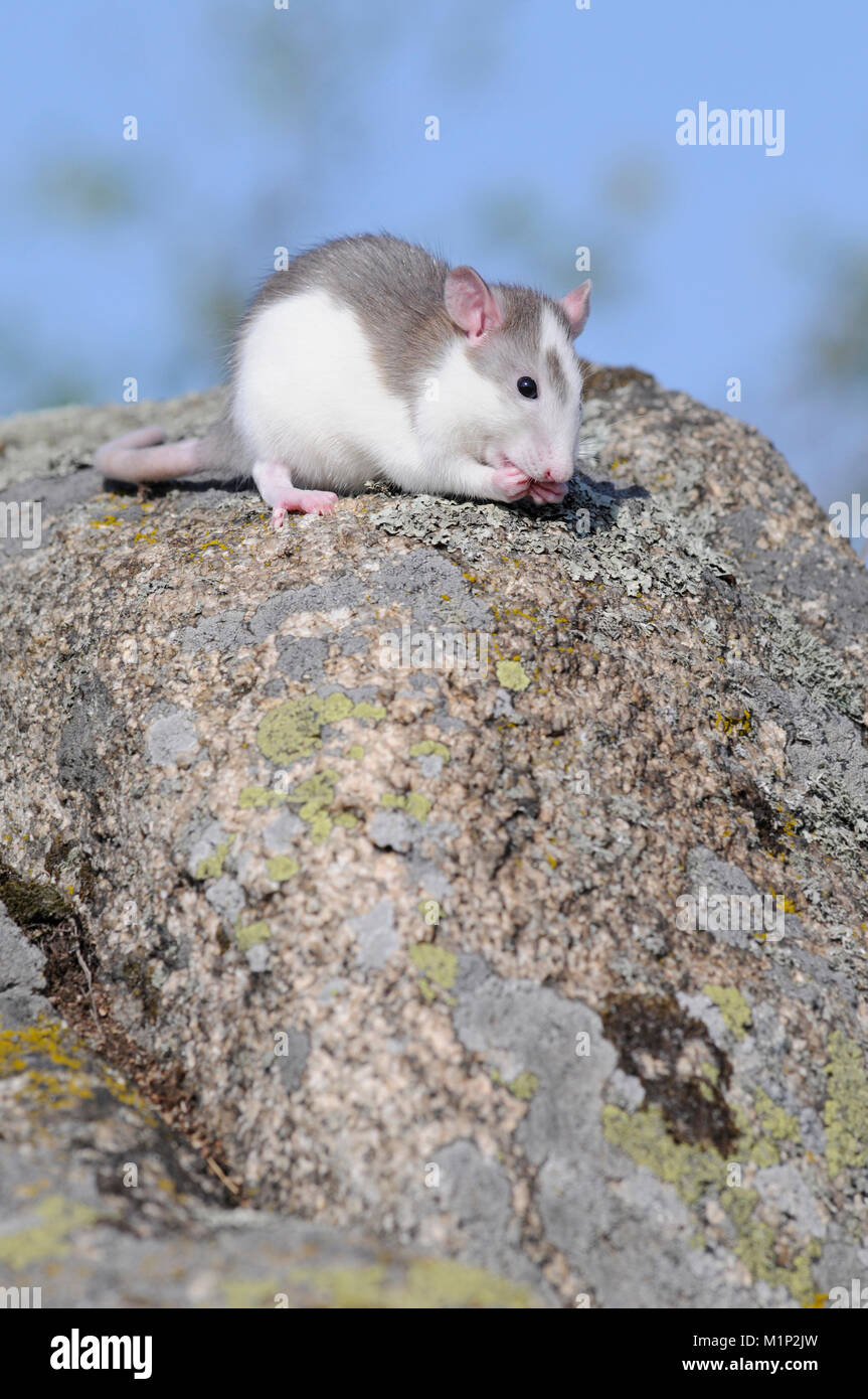 Fancy rat (Rattus norvegicus forma domestica) on a rock Stock Photo - Alamy