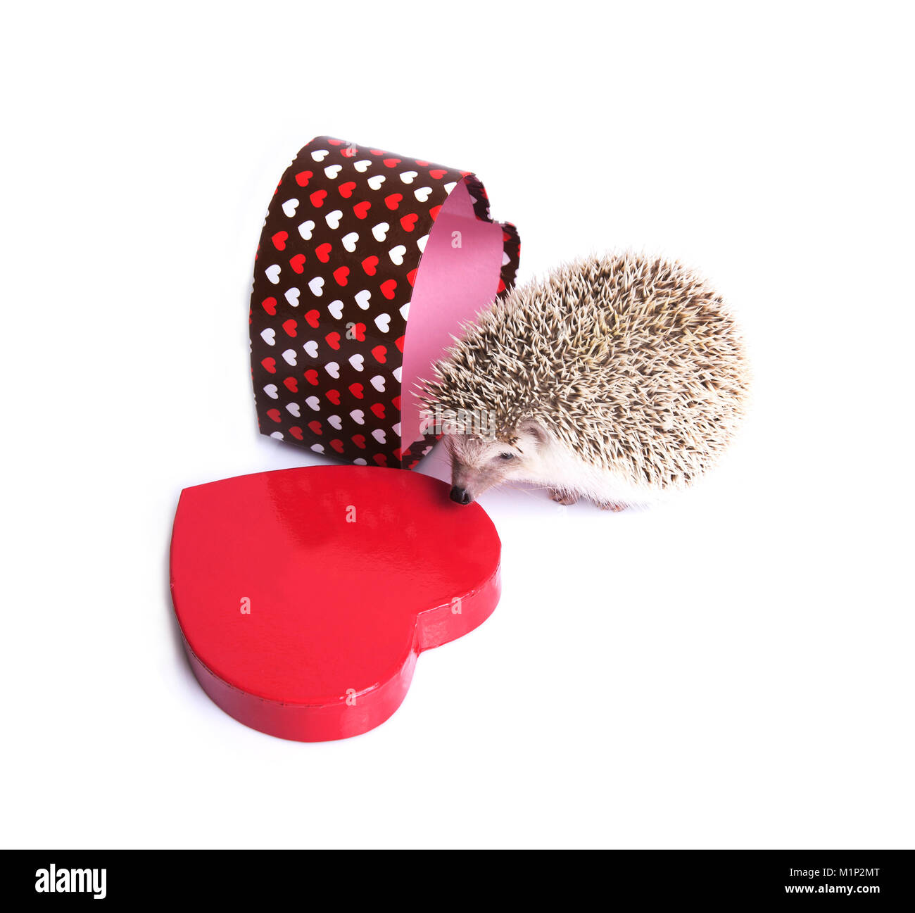Little hedgehog with empty gift box in red heart shape on white ...