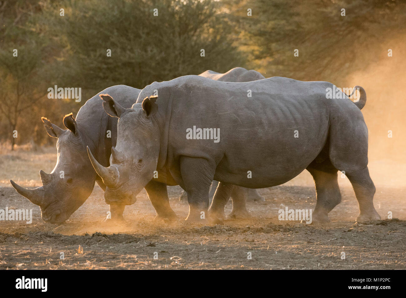 Two white rhinoceroses (Ceratotherium simum) walking in the dust at ...