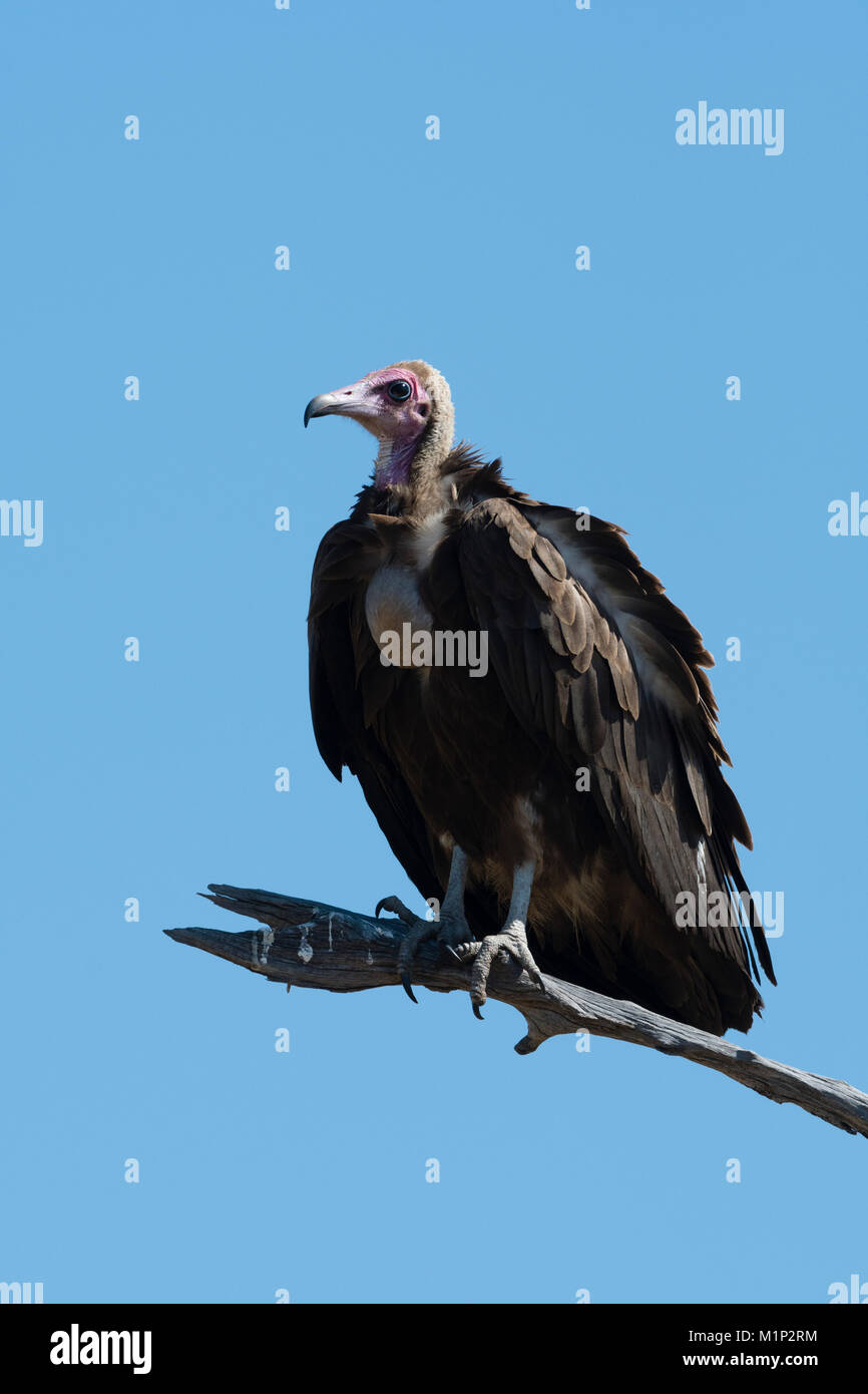 Culture vulture hi-res stock photography and images - Alamy