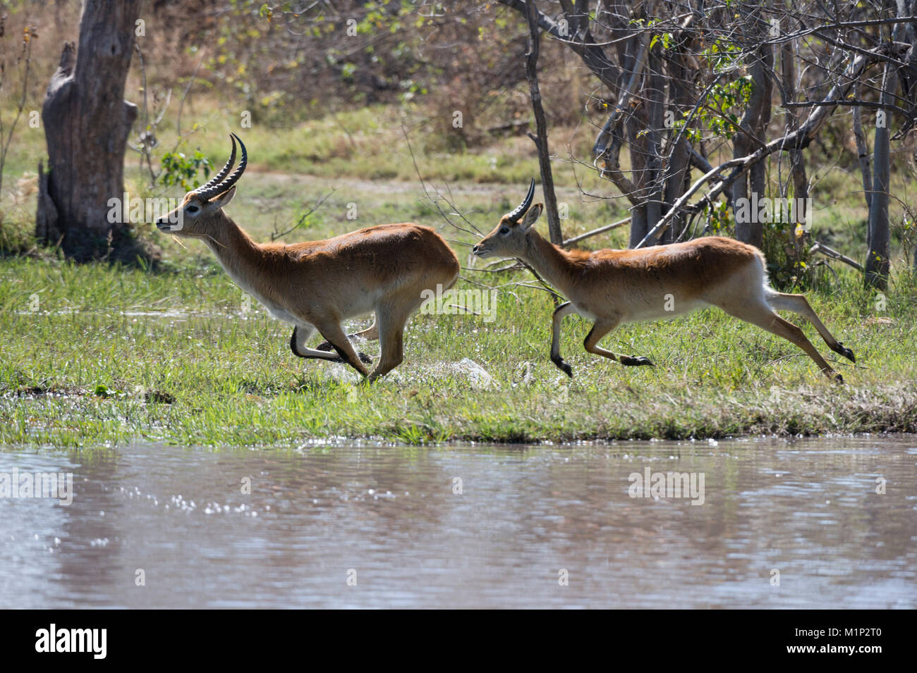 Kobus leche leche hi-res stock photography and images - Alamy