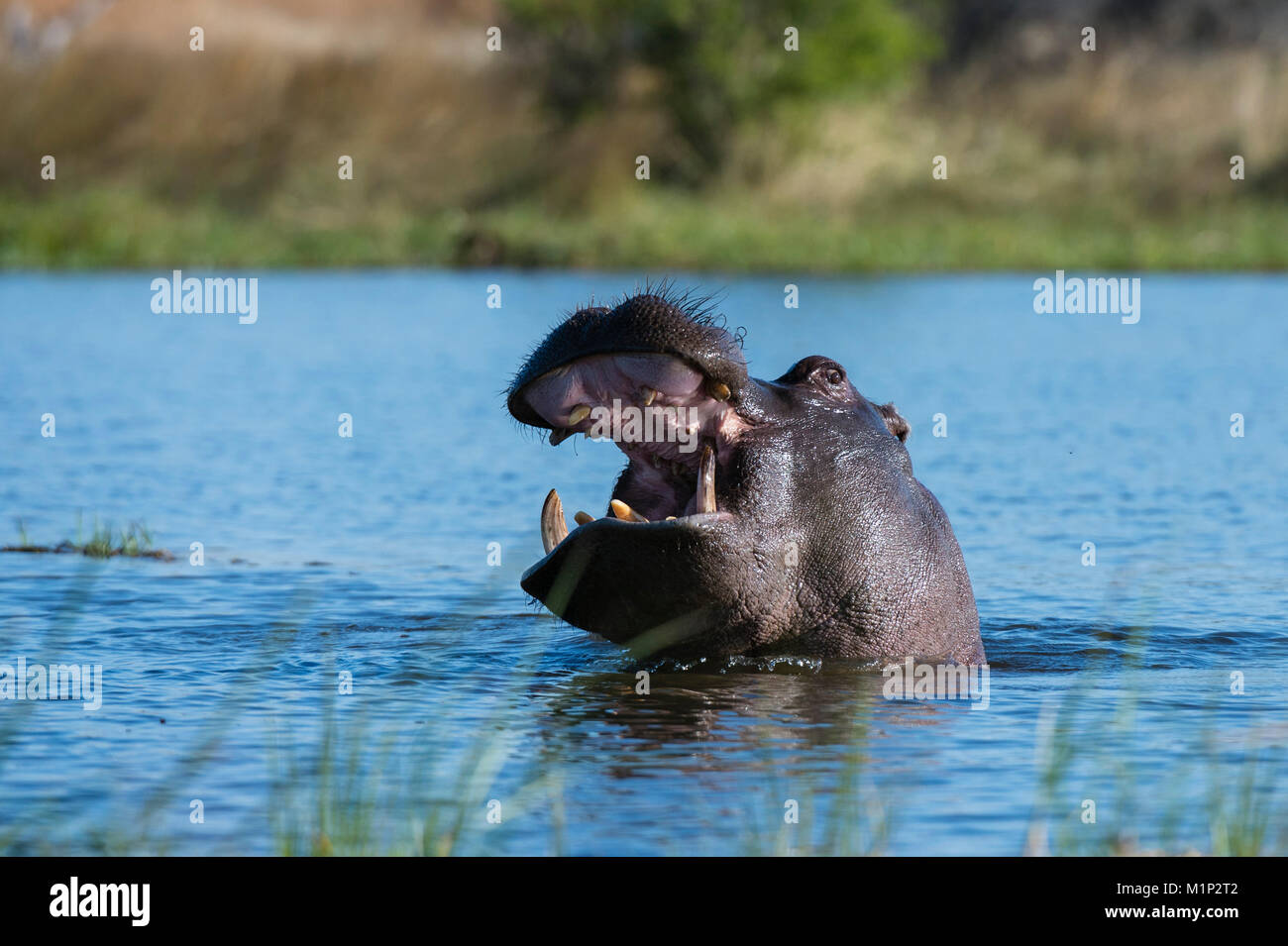 Hippopotamus (Hippopotamus amphibius), Khwai Conservation Area ...