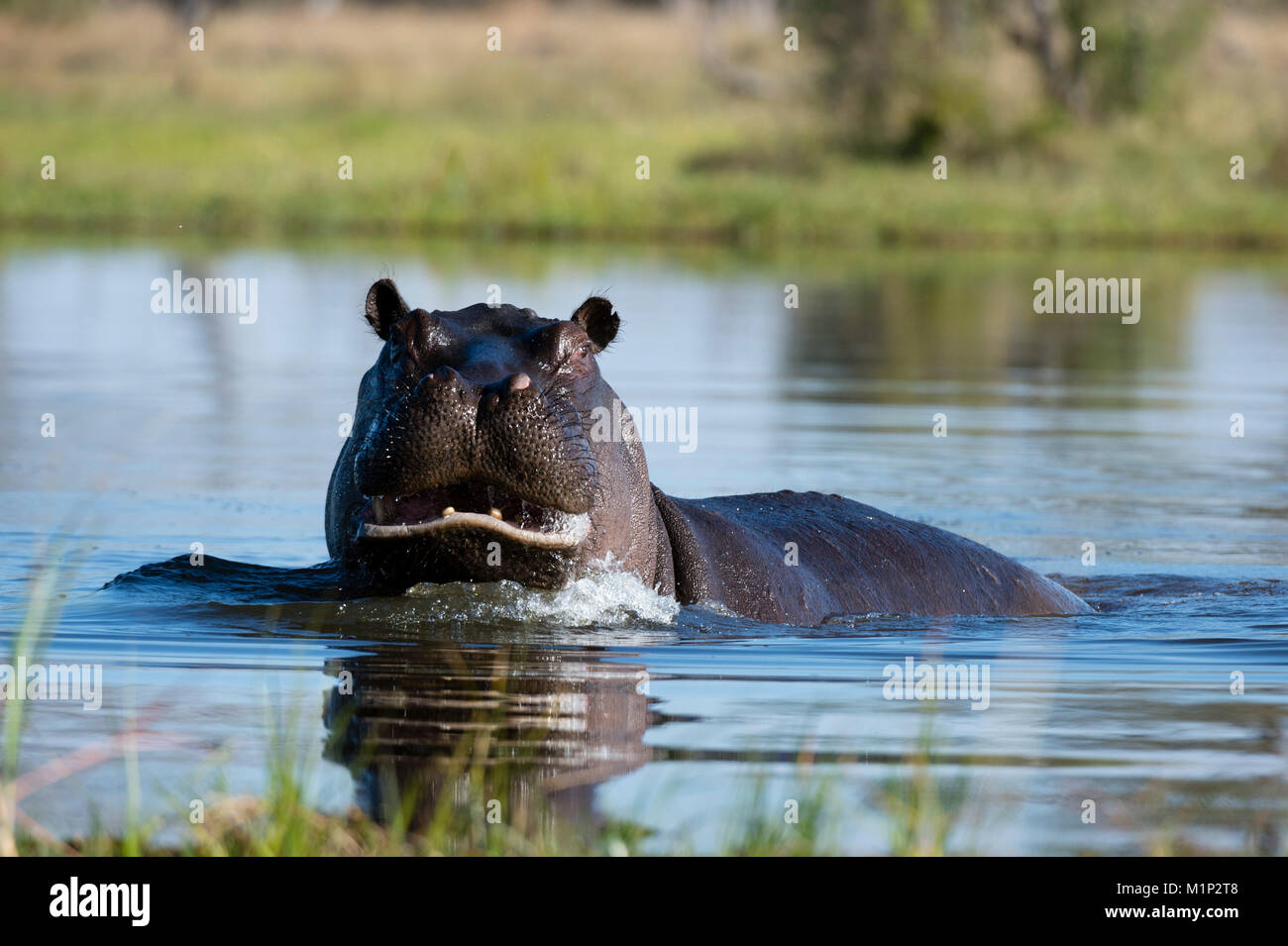 Hippopotamus (Hippopotamus amphibius), Khwai Conservation Area ...