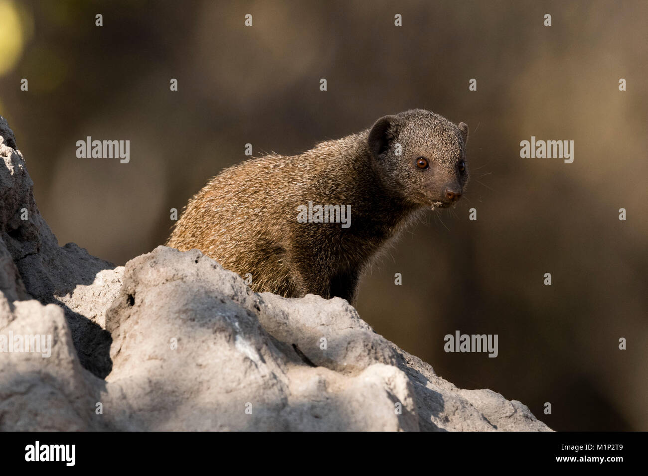 Dwarf mongoose (Helogale parvula), Khwai Conservation Area, Okavango ...