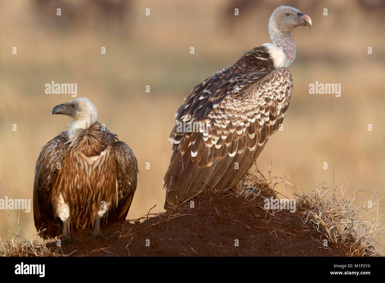 Culture vulture hi-res stock photography and images - Alamy