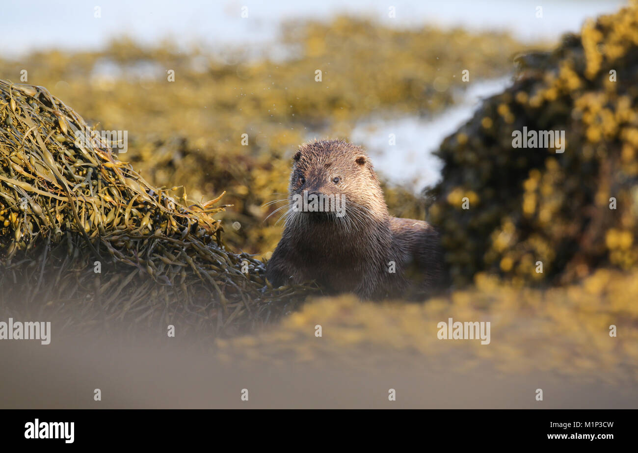A beautiful Otter (Lutra lutra) surrounded by a cloud of midges ...