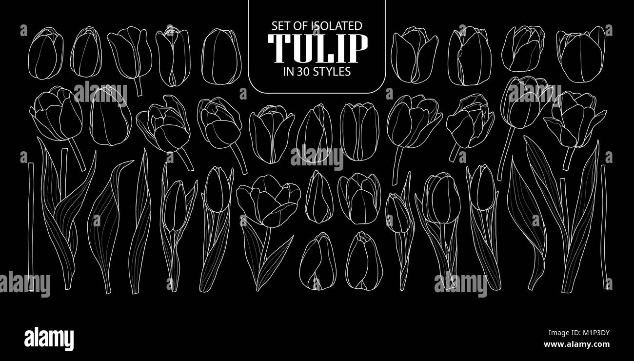 White lilac in bloom Stock Vector Images - Alamy