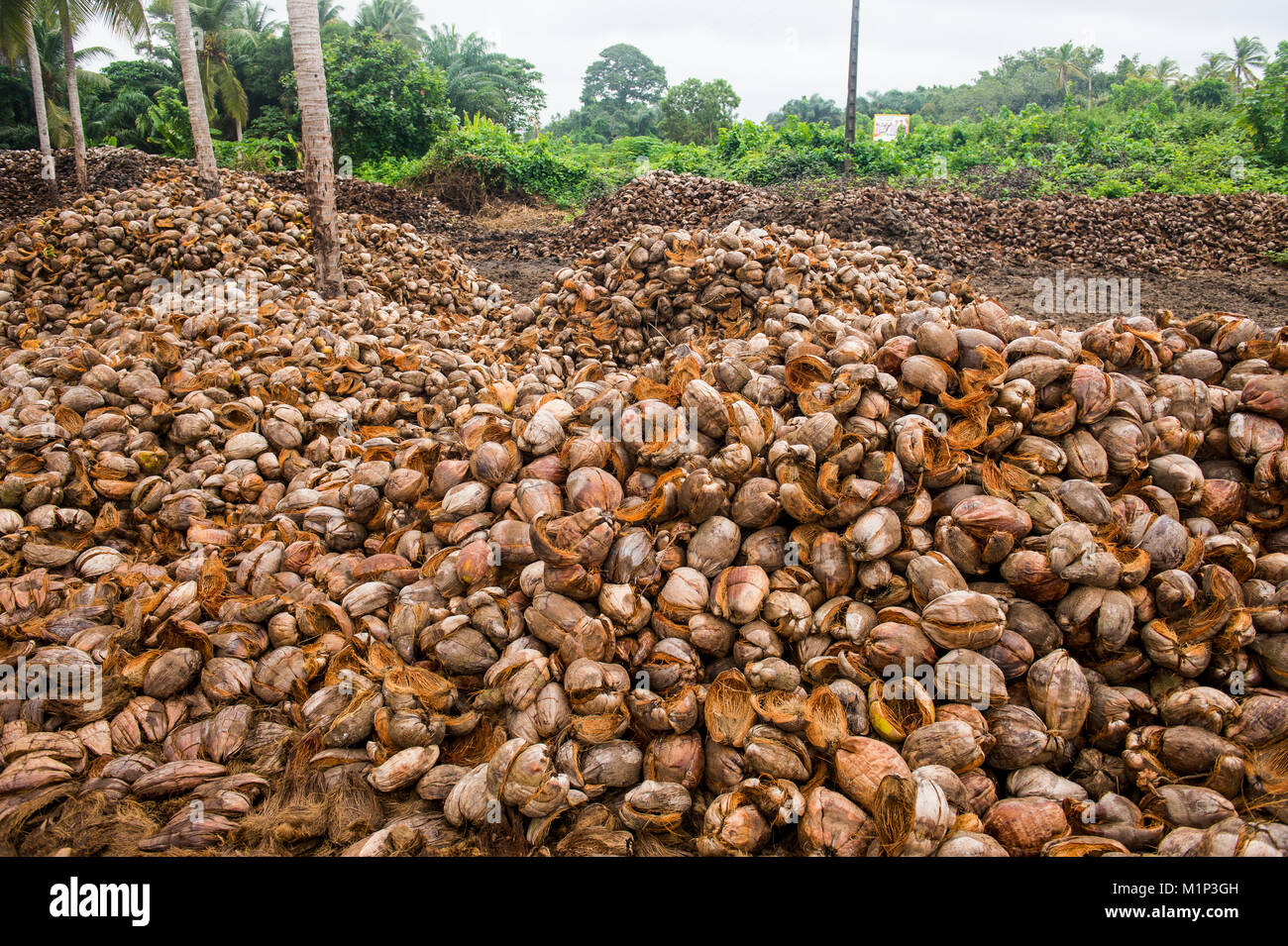 Coconut farm in Assinie, Ivory Coast, West Africa, Africa Stock Photo ...