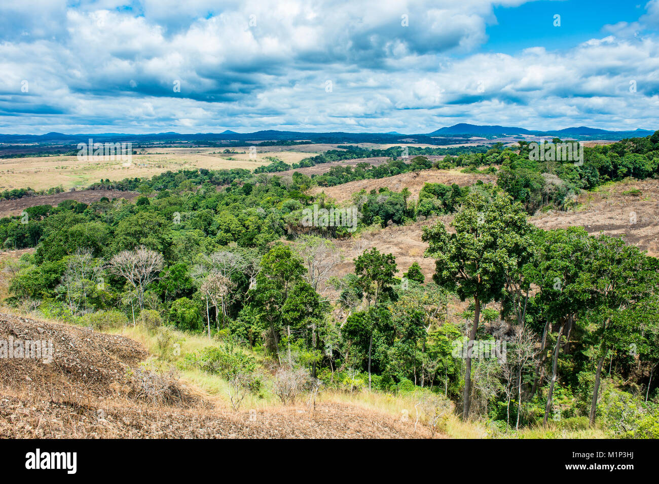Gabon forest hi-res stock photography and images - Alamy