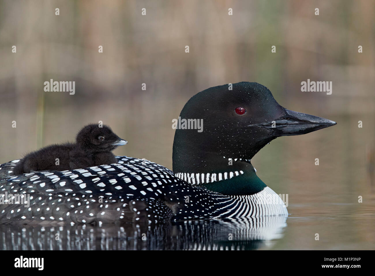Common Loon Family Image High Resolution Stock Photography and Images ...