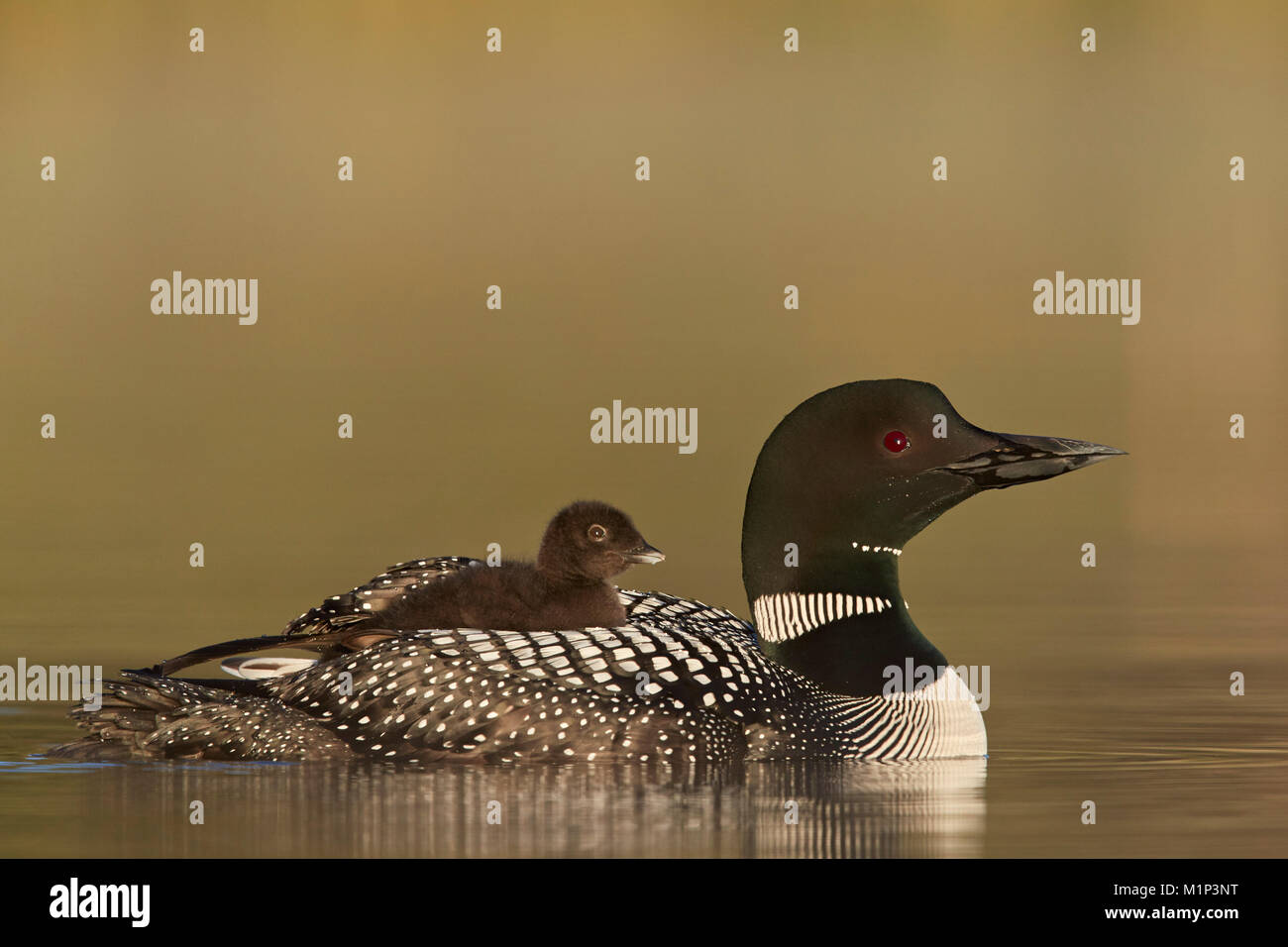 Baby loon in nature hi-res stock photography and images - Alamy