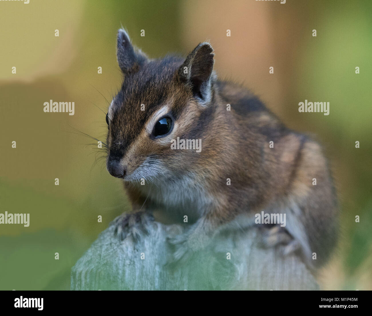 a Townsend's Chipmunk, Neotamias townsendii, on a fence in Bellingham ...