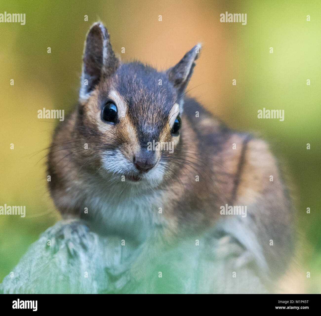 Townsendii High Resolution Stock Photography and Images - Alamy