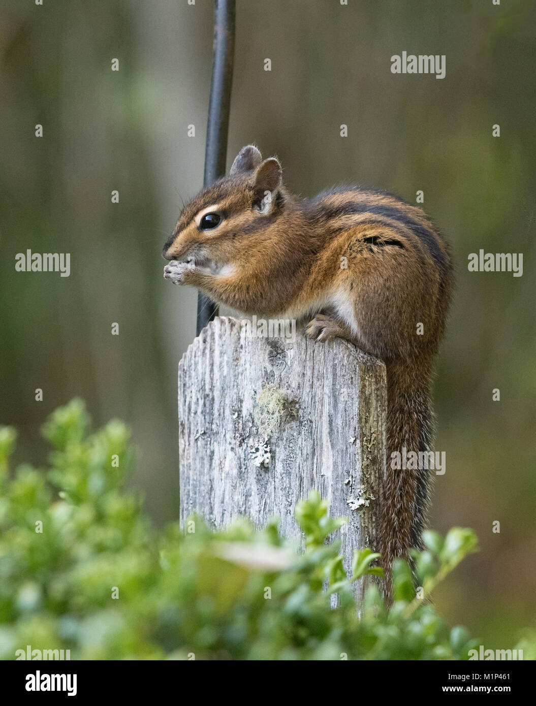 Townsendii High Resolution Stock Photography and Images - Alamy