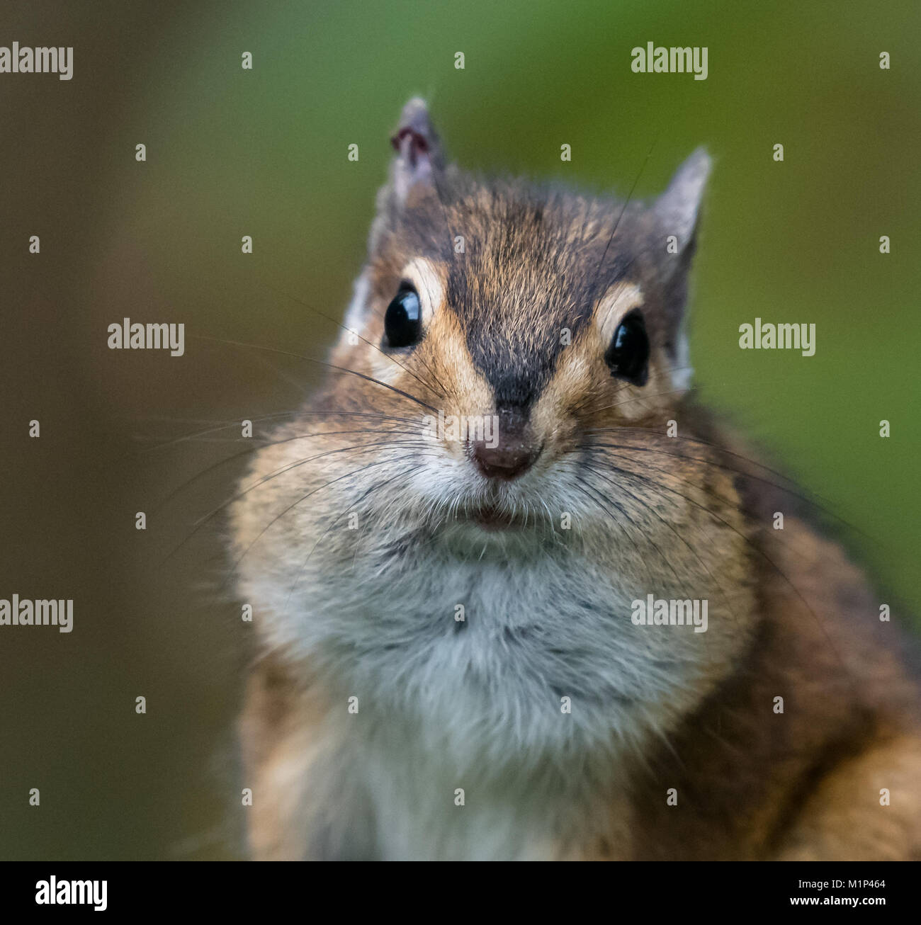 Townsendii hi-res stock photography and images - Alamy