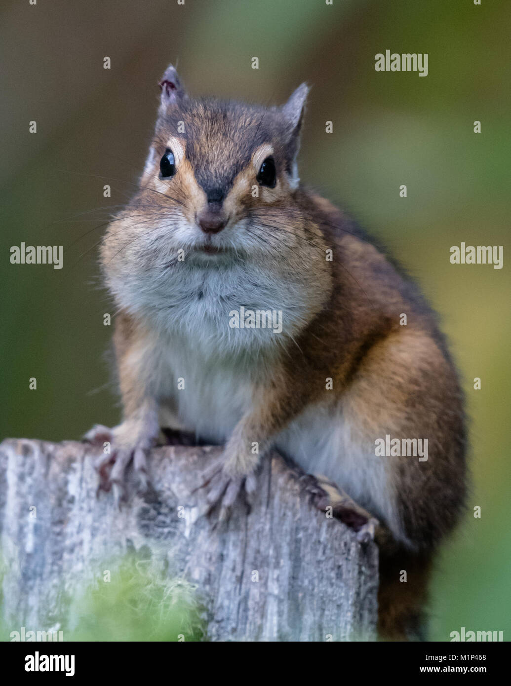 Chipmunk habitat hi-res stock photography and images - Alamy
