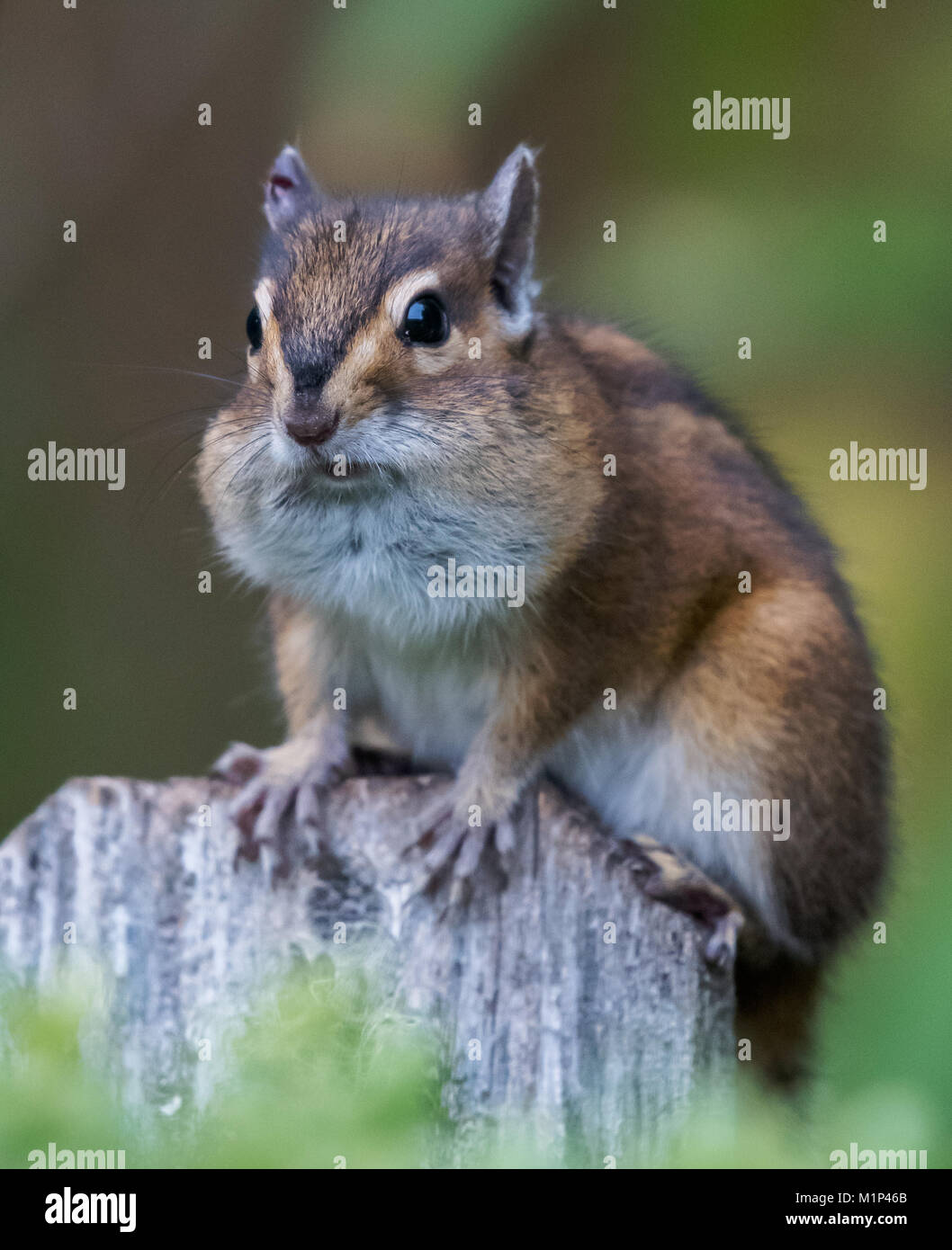 a Townsend's Chipmunk, Neotamias townsendii, on a fence in Bellingham ...