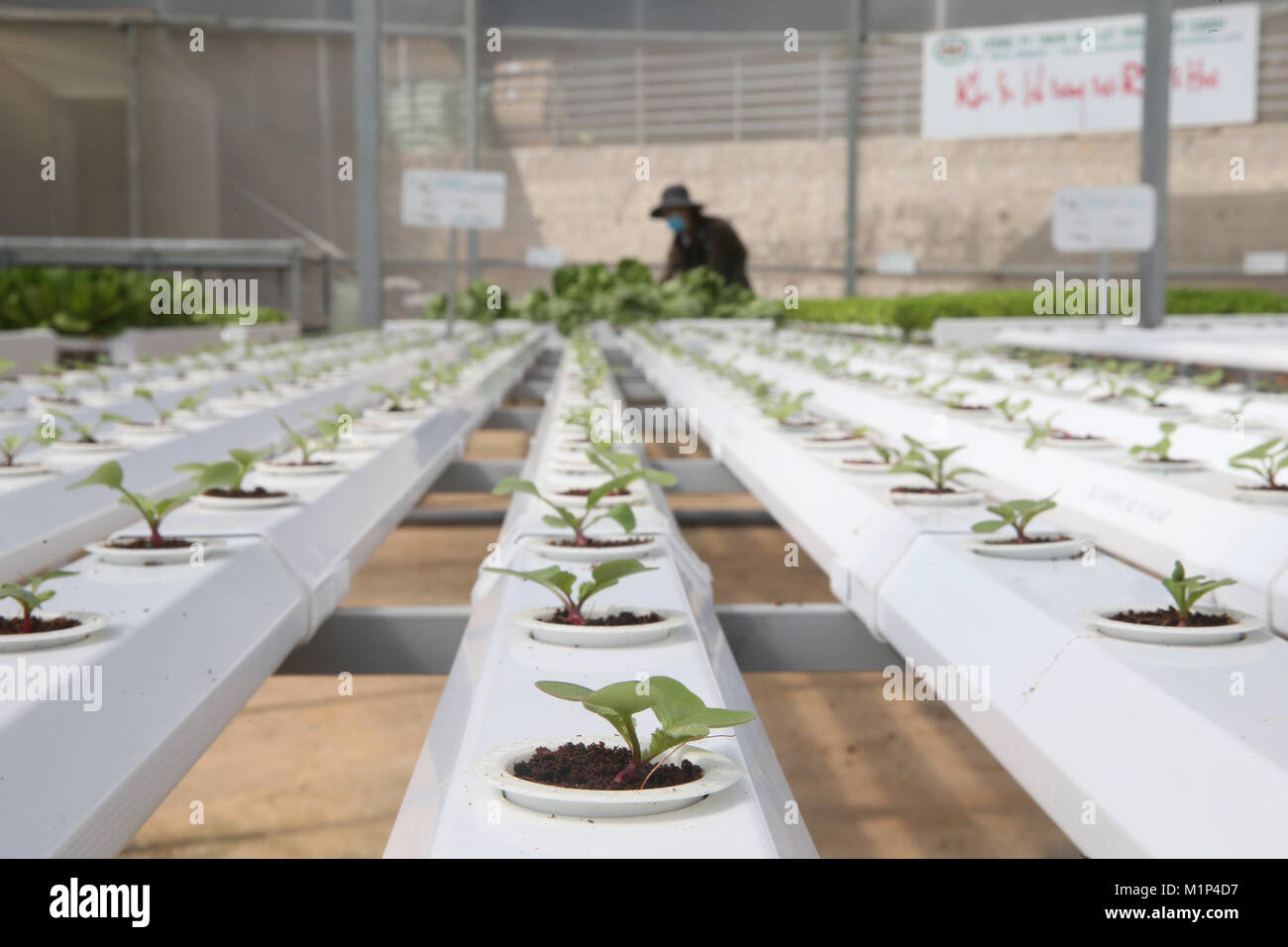 Organic hydroponic vegetable farm, lettuce rows in greenhouse, Dalat ...