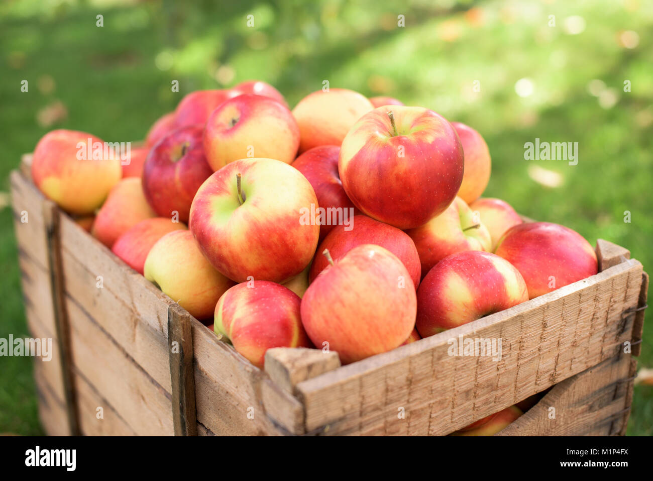 Apple tree ripe rich not crab hi-res stock photography and images - Alamy