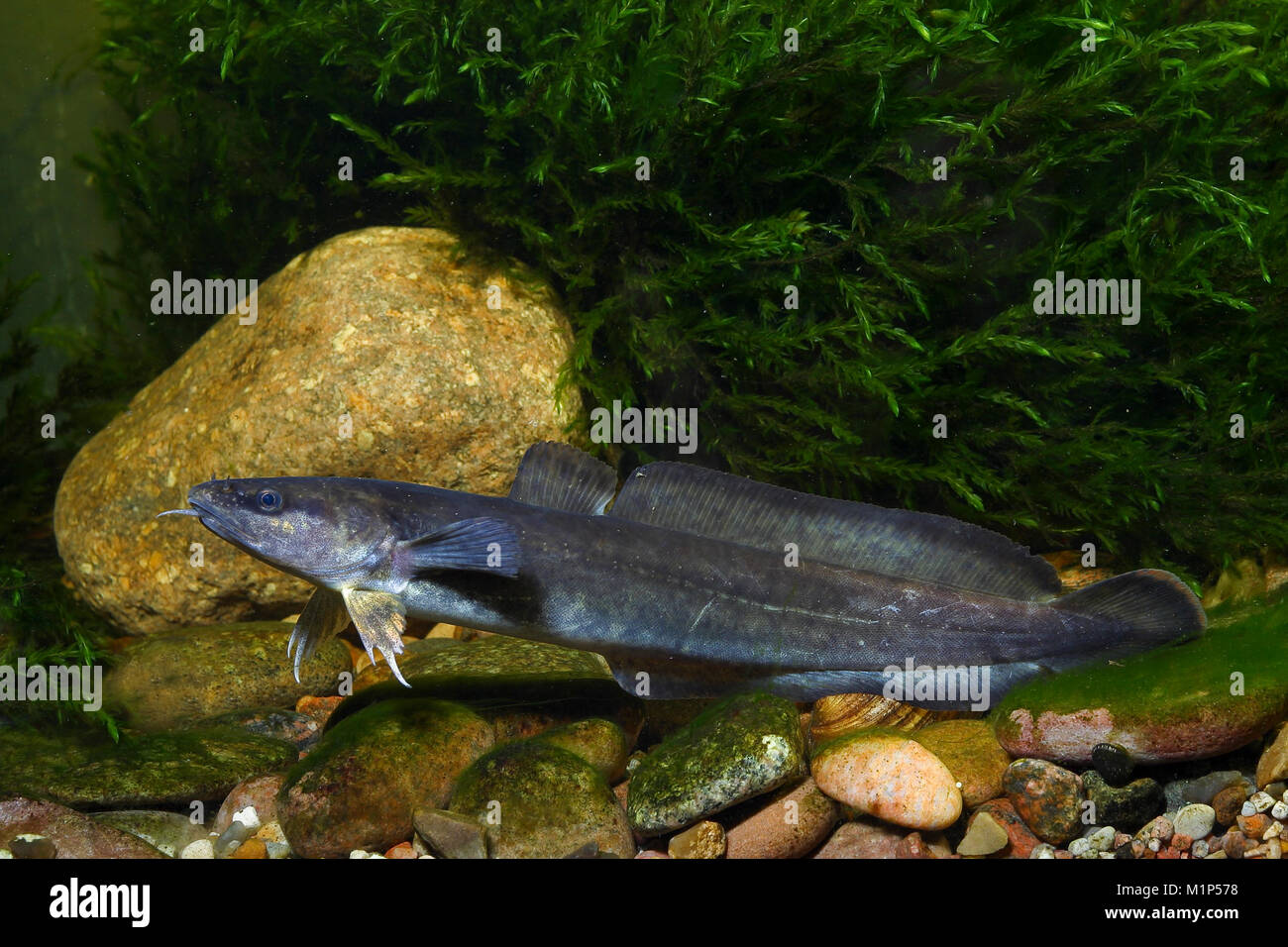 Quappe, Trüsche, Rutte, Ruppe, Aalrutte, Aalquappe, Quappaal, Lota lota ...