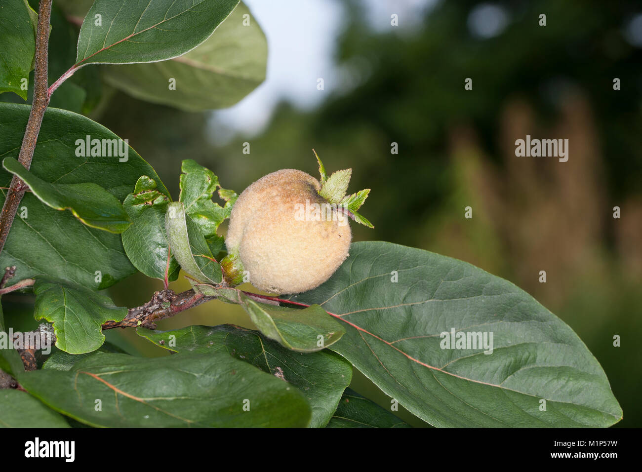 Echte Quitte, Frucht, Früchte, Cydonia oblonga, Quince, fruit ...