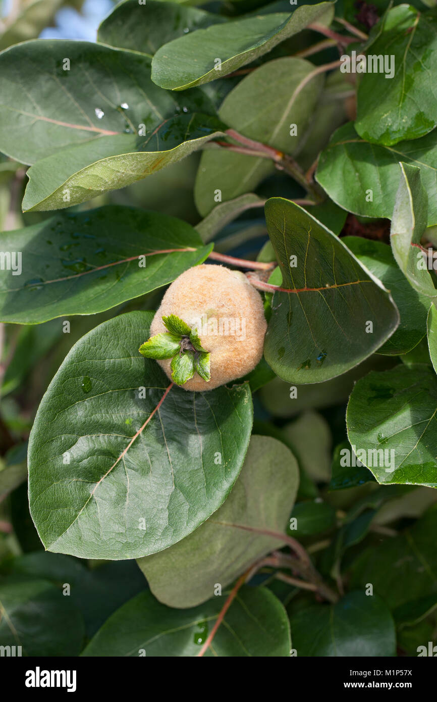 Echte Quitte, Frucht, Früchte, Cydonia oblonga, Quince, fruit ...