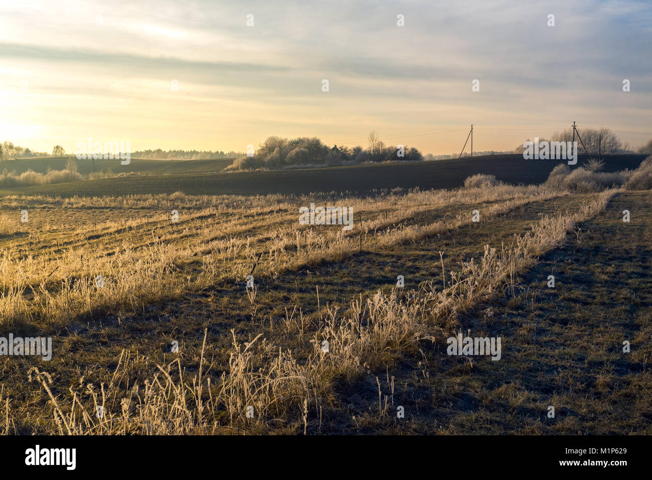 Evening landscape with frozen field Stock Photo - Alamy