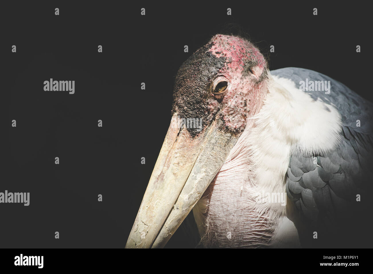 Close up view of a marabou stork in a zoo Stock Photo - Alamy