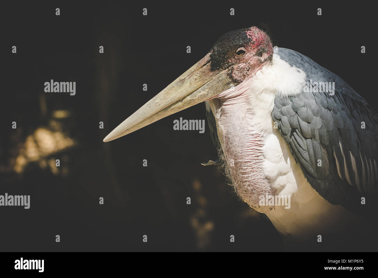 Close up view of a marabou stork in a zoo Stock Photo - Alamy
