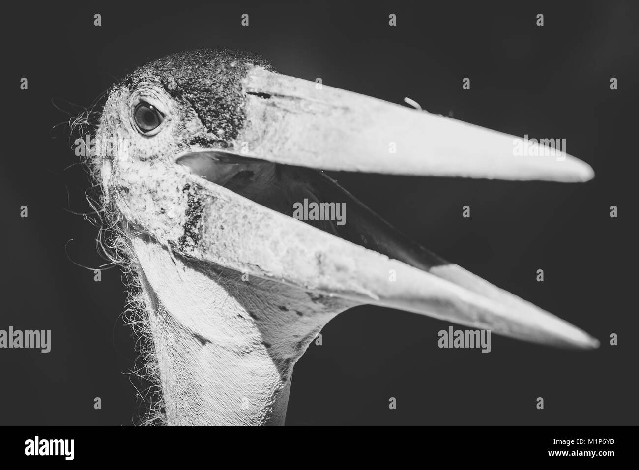Close up view of a marabou stork in a zoo Stock Photo - Alamy