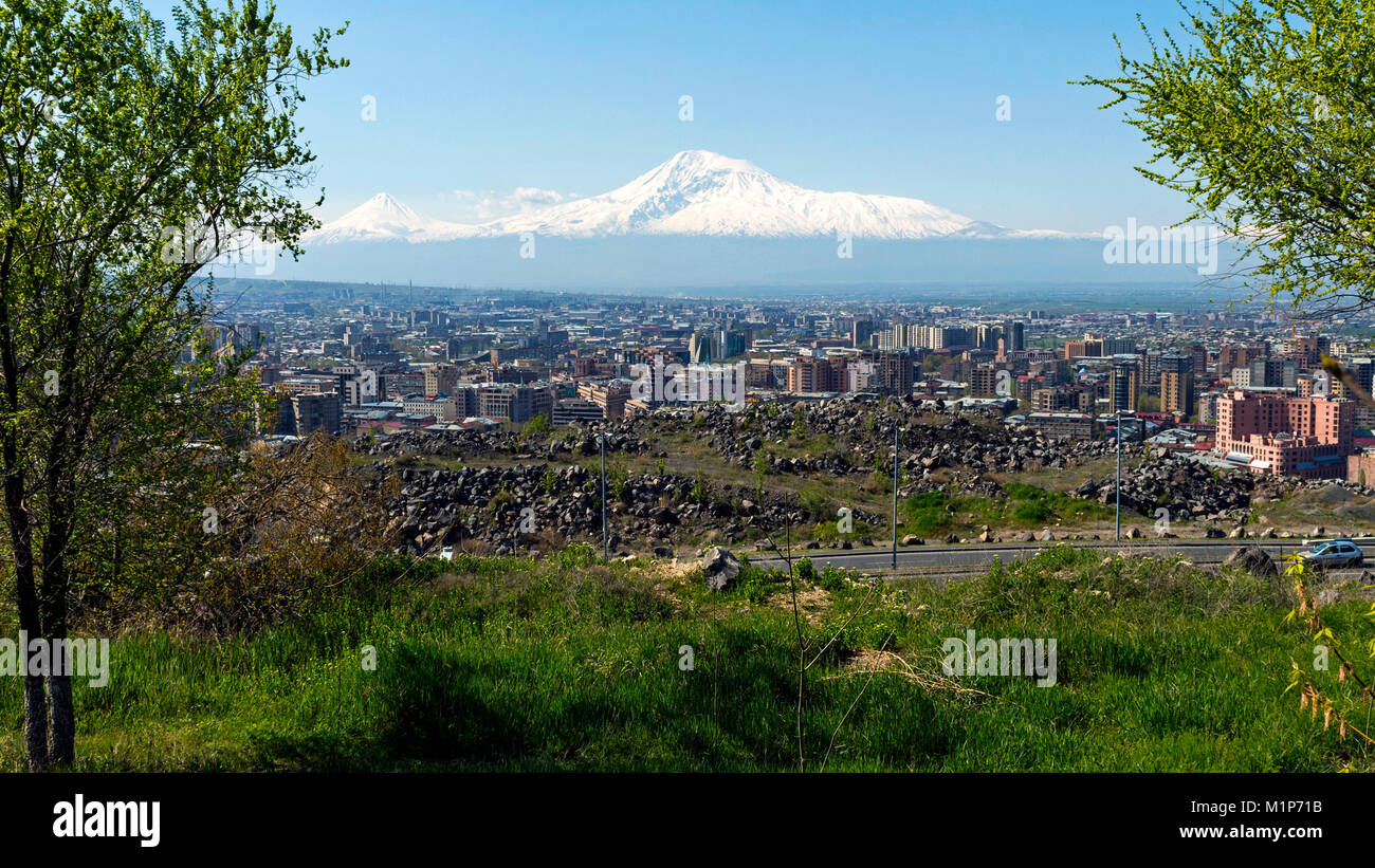 Ararat plant hi-res stock photography and images - Alamy