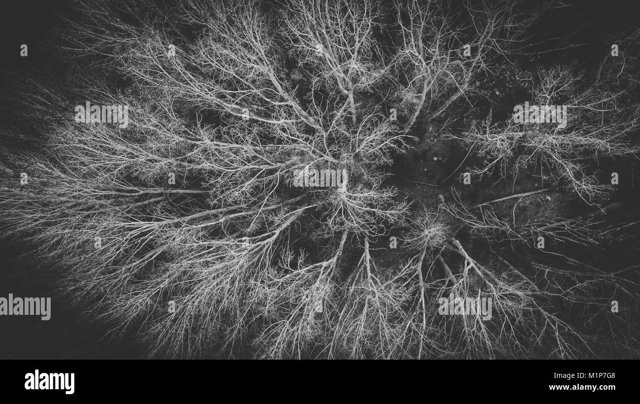 Aerial photo over a dry forest as seen from directly above Stock Photo ...
