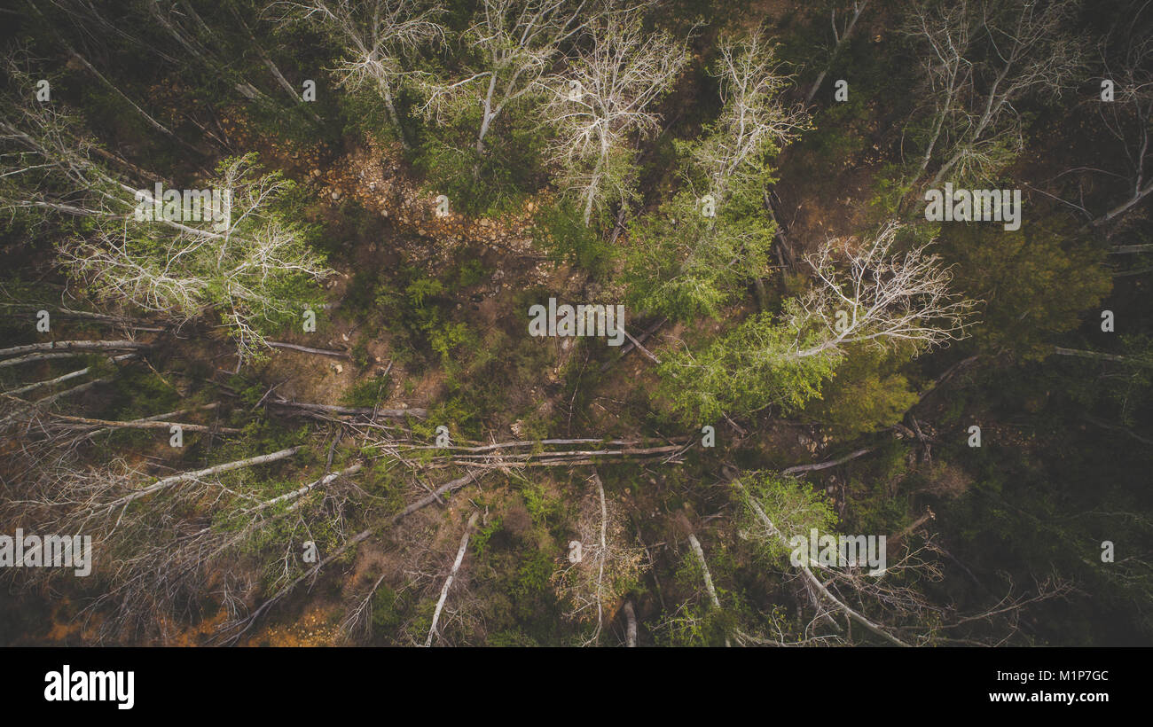 Aerial photo over a dry forest as seen from directly above Stock Photo ...