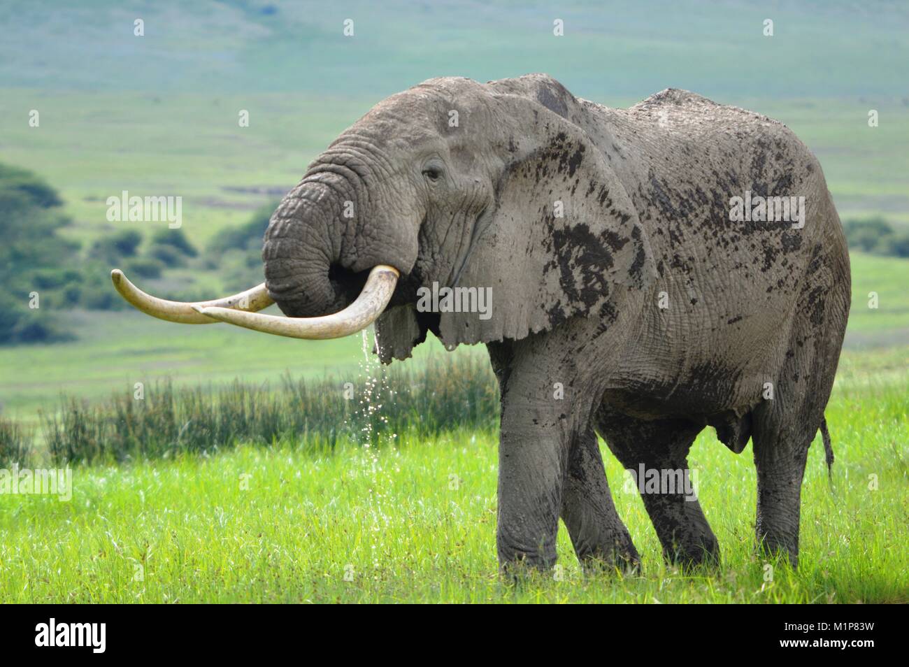 Big Elephant bull drinking water. Taken in Ngorongoro Crater, Tanzania ...