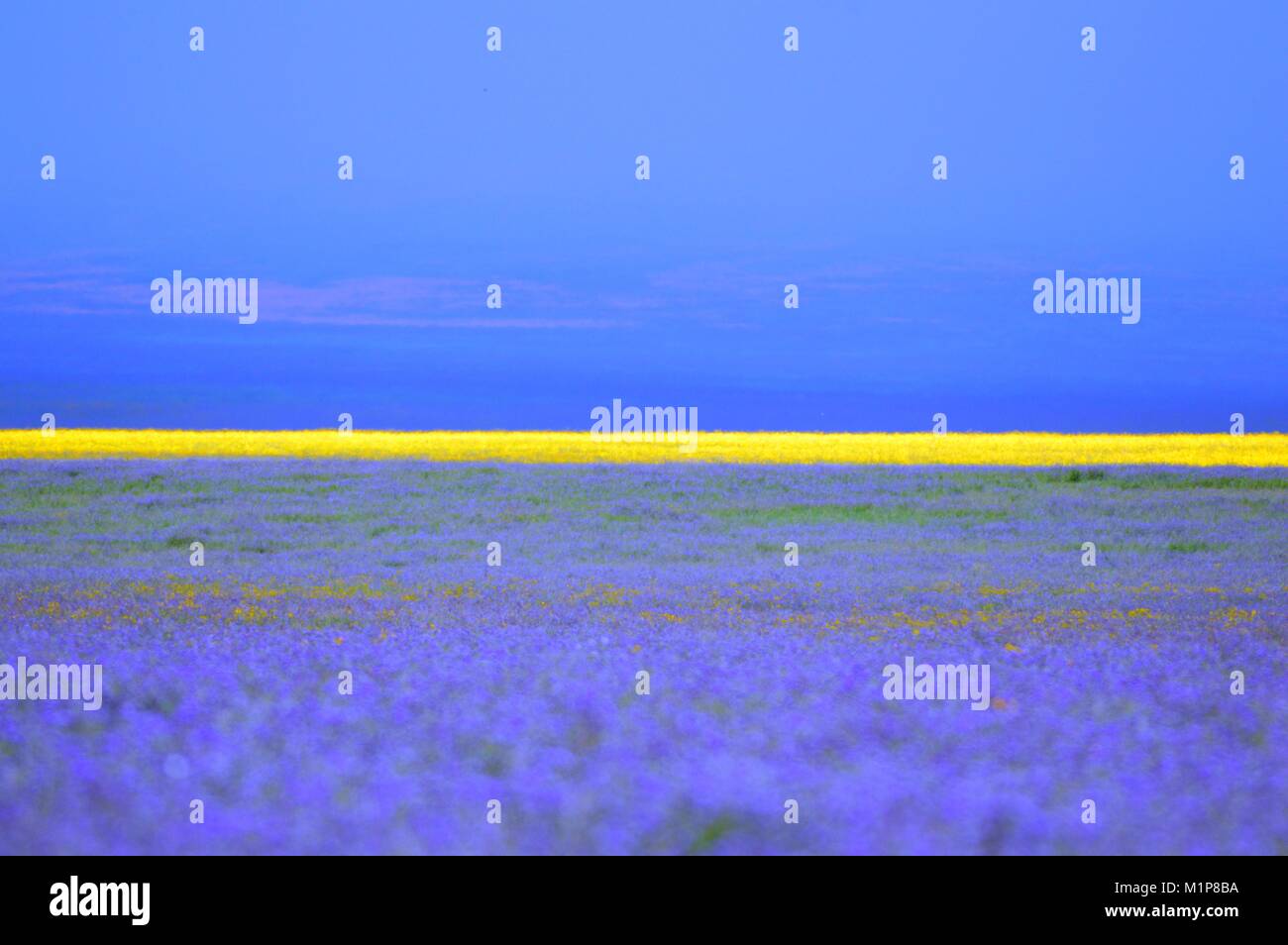 Color contrast hi-res stock photography and images - Alamy