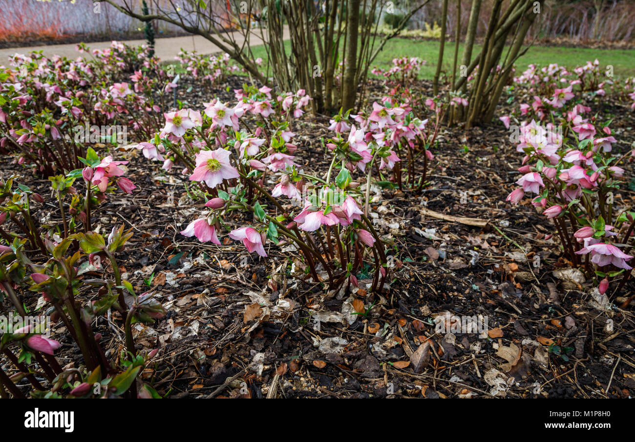 Hellebore january flowering hi-res stock photography and images - Alamy