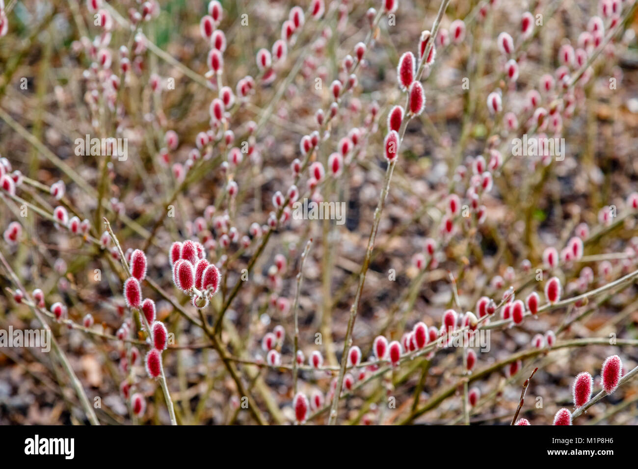 Red to pink catkins of willow, salix gracilistyla 'Mount Aso', Japanese ...