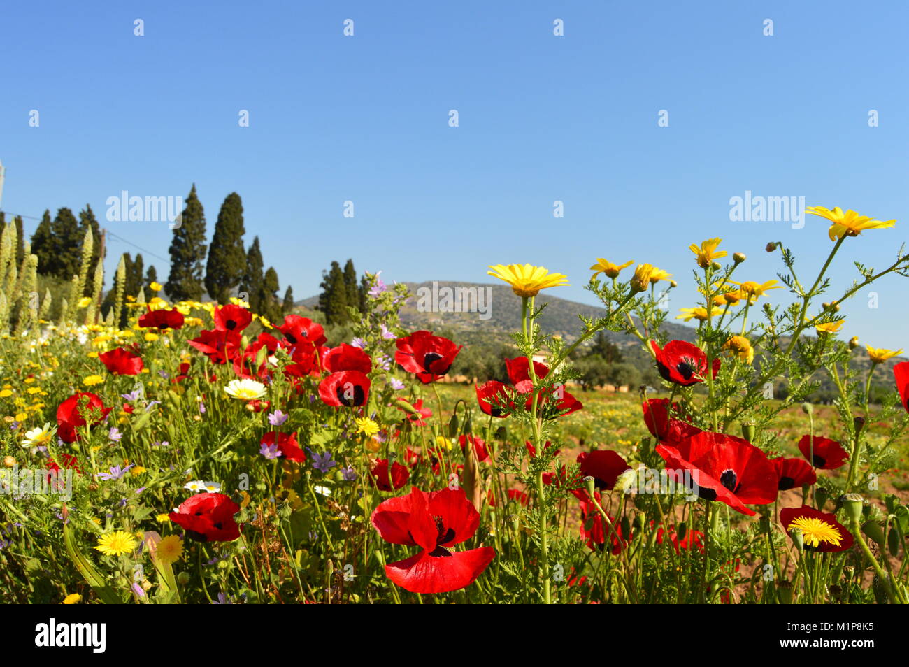 Spring flowers in Greece, Greece Landscape in spring Stock Photo - Alamy