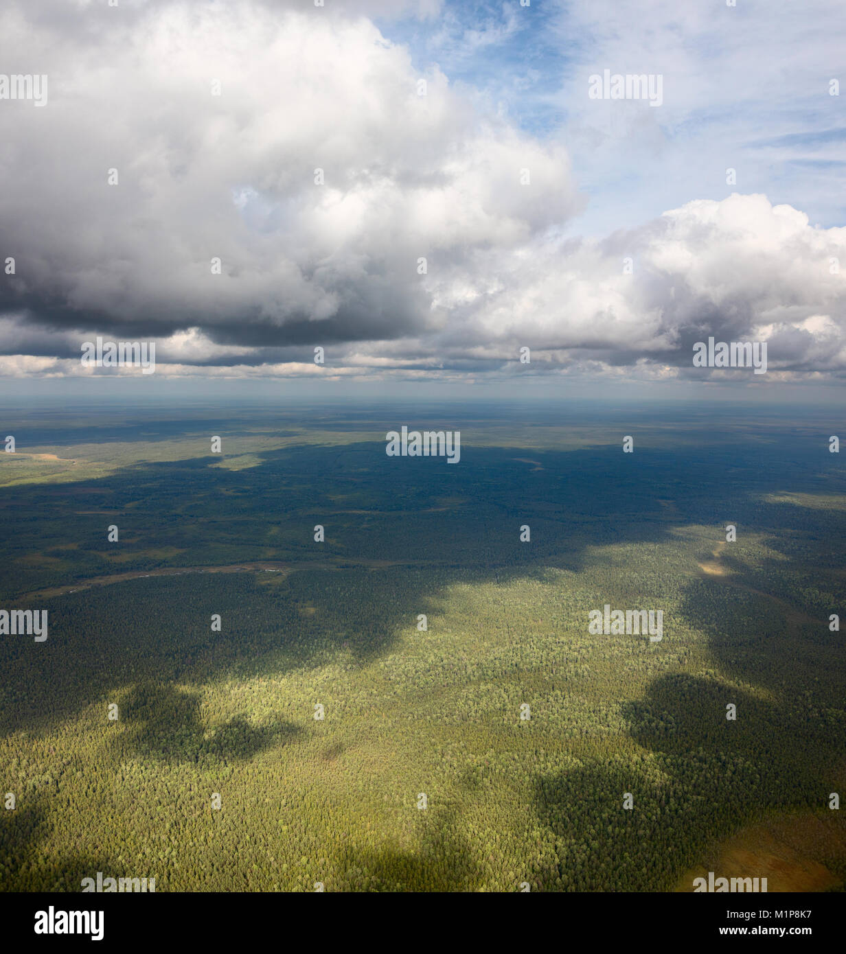 Summer calm day on the forest plain Stock Photo - Alamy