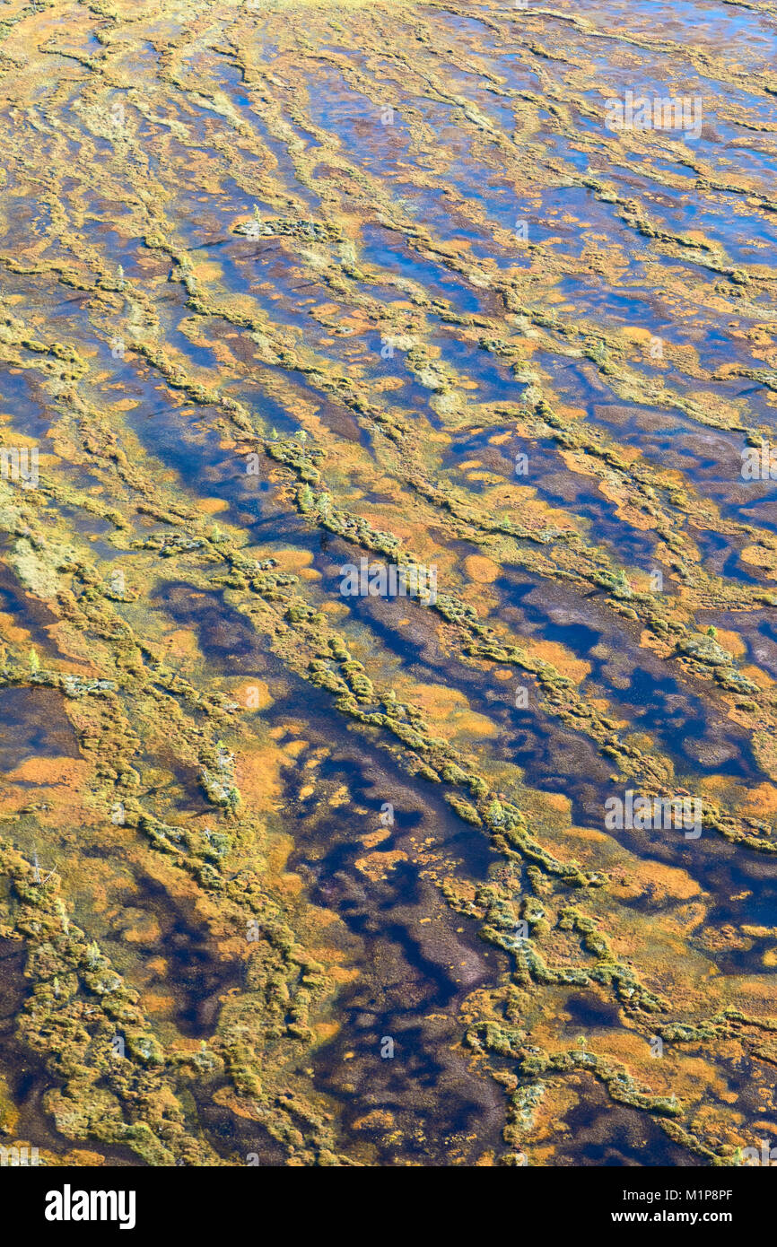 swamp, top view Stock Photo - Alamy