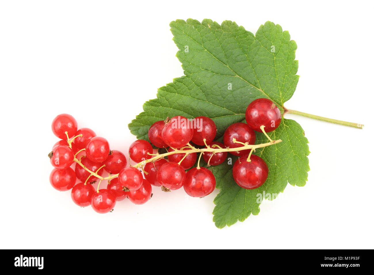 composition of fresh red currant fruits isolated on a white background ...