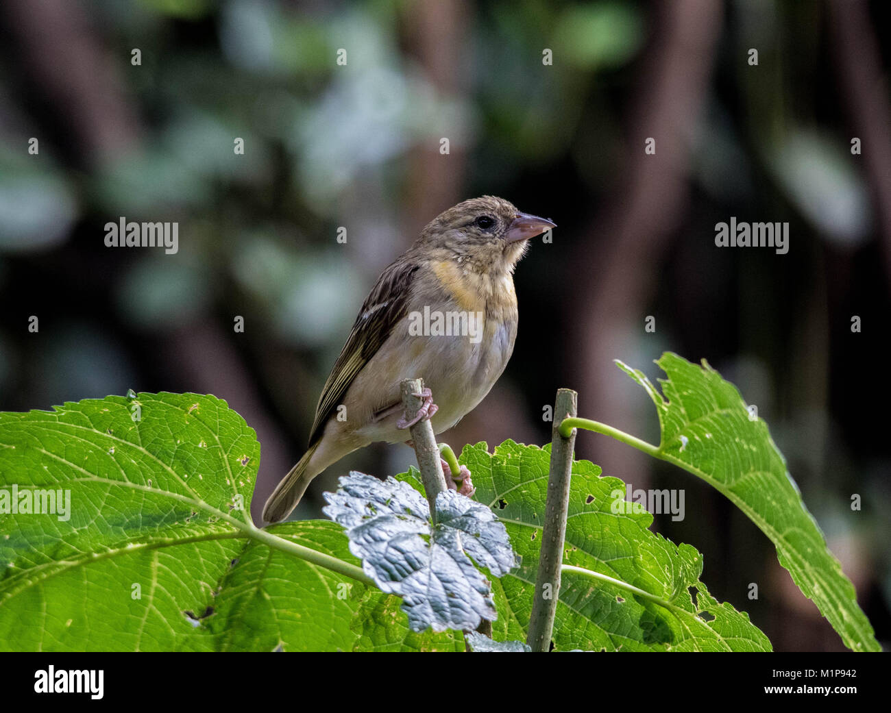 Gauteng garden bird hi-res stock photography and images - Alamy