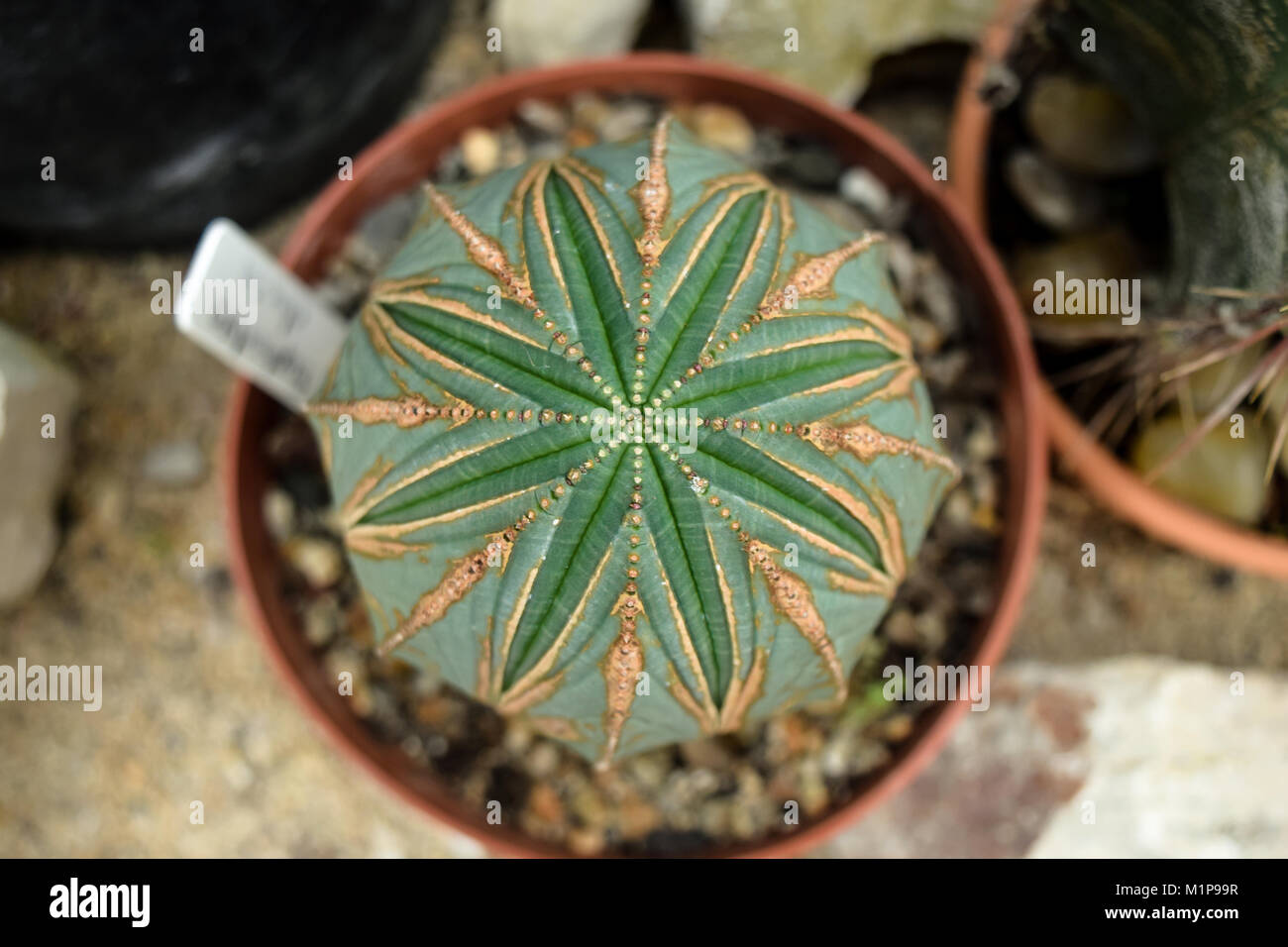 Small cactus with a star pattern in a plant pot with a label Stock ...