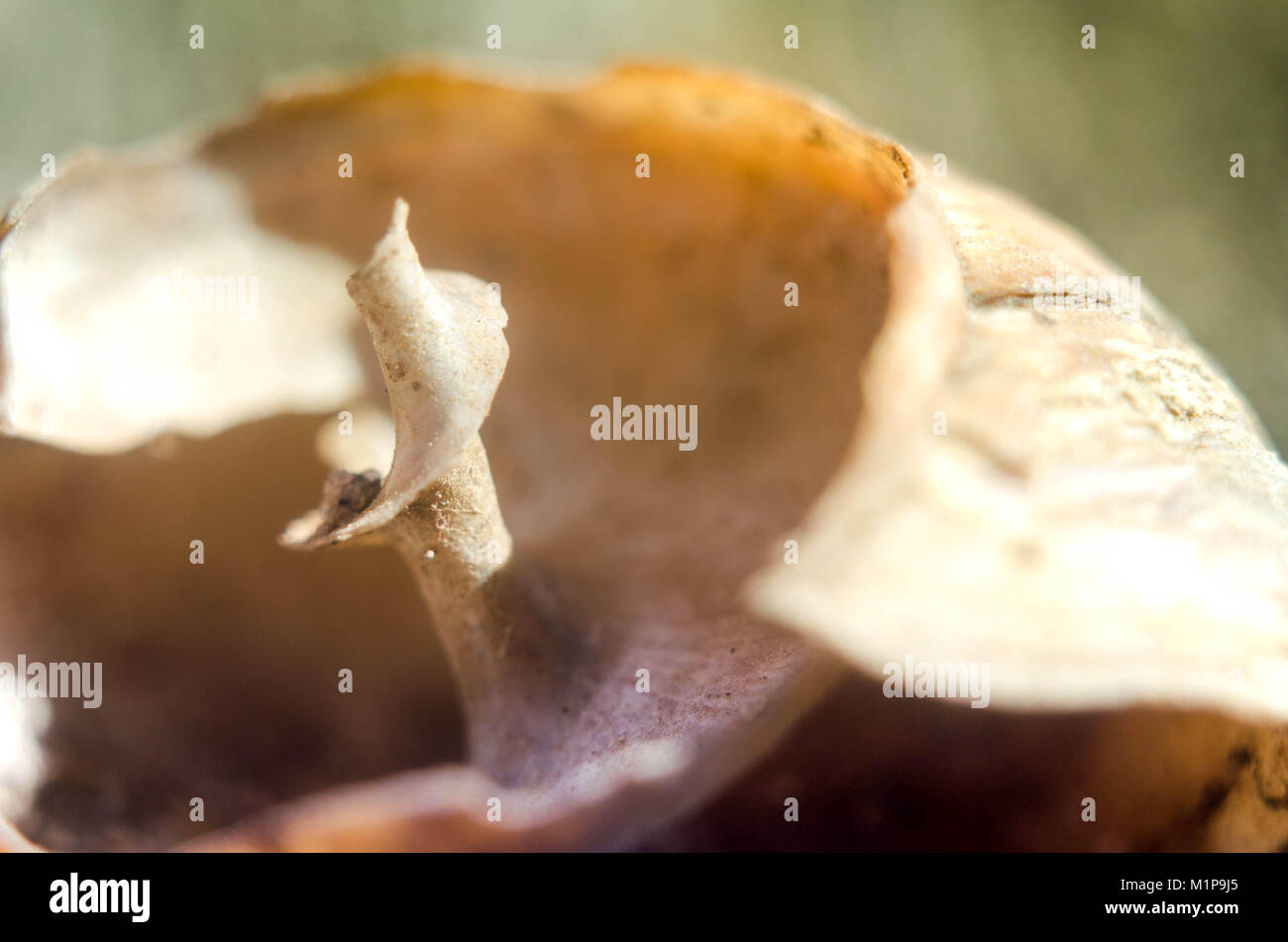 Macro shot of a brown broken snail shell laying on the ground in the ...