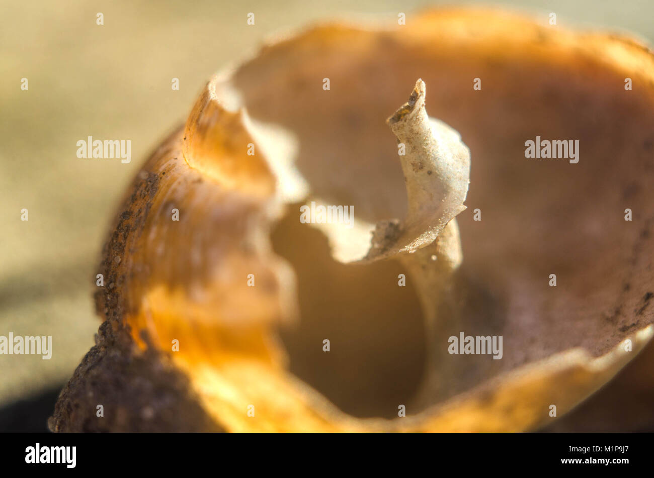 Snail maze hi-res stock photography and images - Alamy