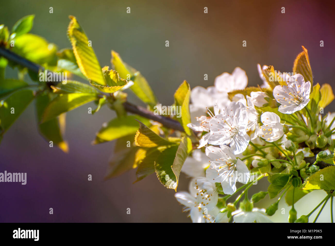 Spring time, animals, nature is awakening, birds are singing, flowers ...