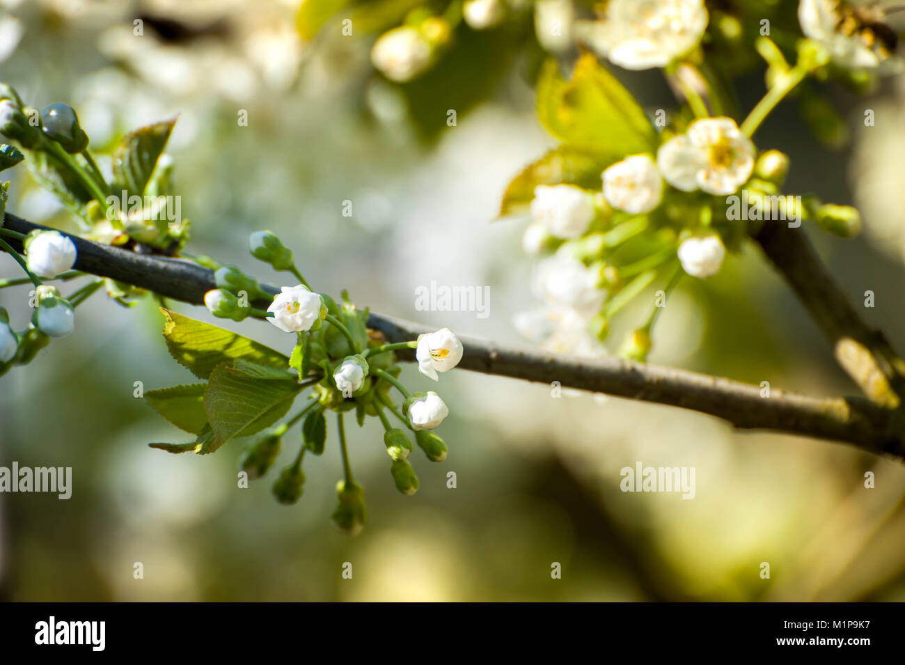 Spring time, animals, nature is awakening, birds are singing, flowers ...