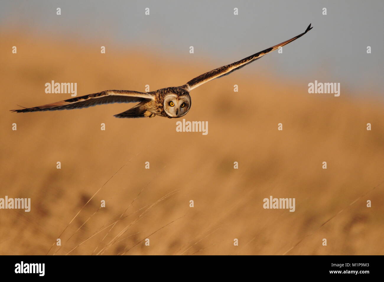 Musselburgh edinburgh hi-res stock photography and images - Alamy